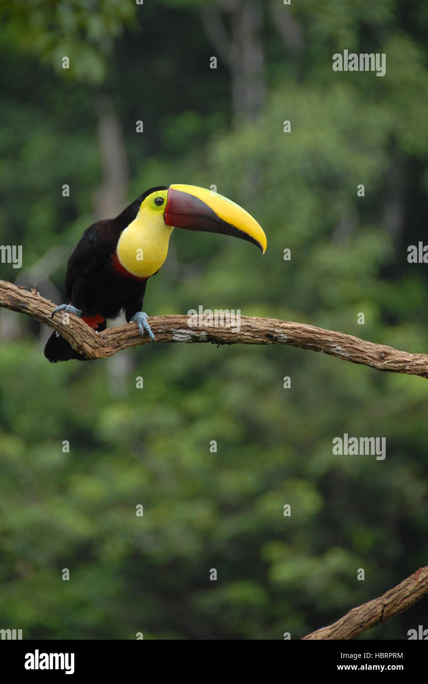 Tukan regenwald hi-res stock photography and images - Alamy
