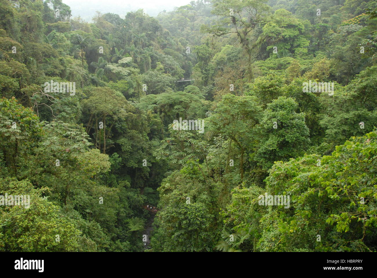 Regenwald abenteuer regenwald hi-res stock photography and images - Alamy