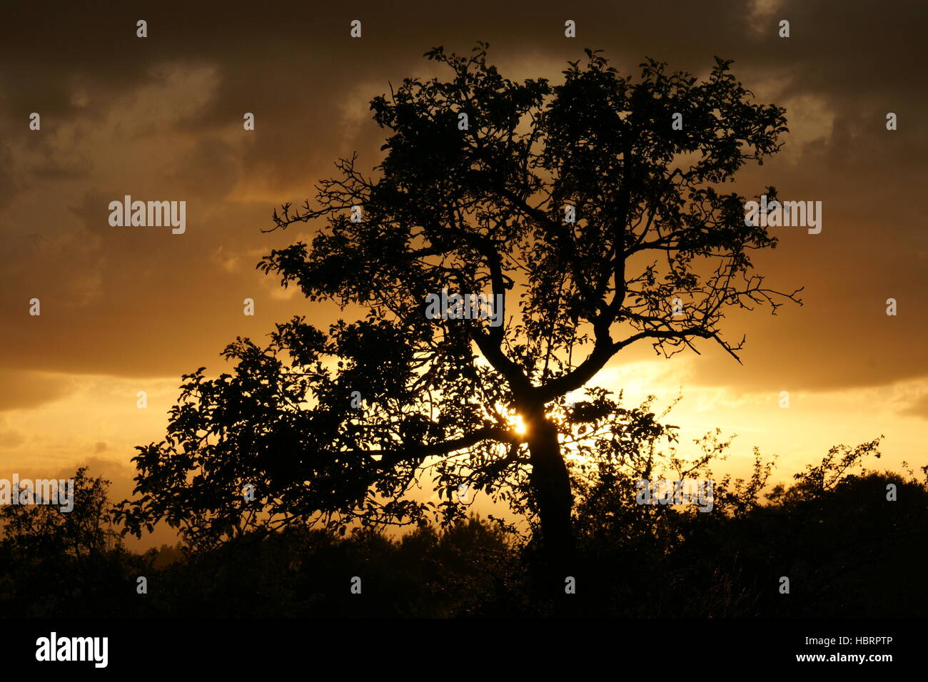 Tree in the sunset Stock Photo - Alamy
