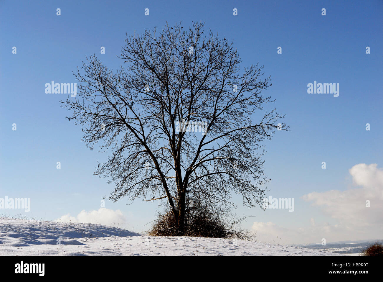 tree in winter Stock Photo - Alamy