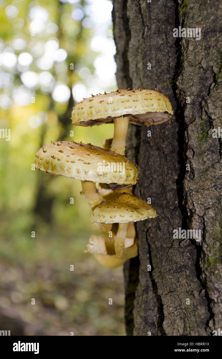 Mushrooms on tree bark hi-res stock photography and images - Alamy
