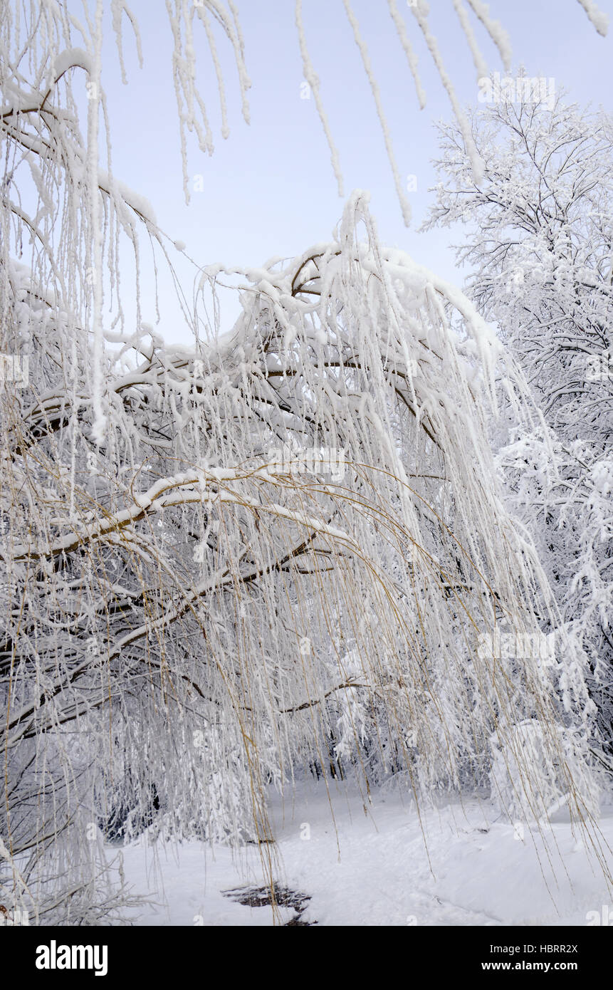 Trees in the frost Stock Photo - Alamy