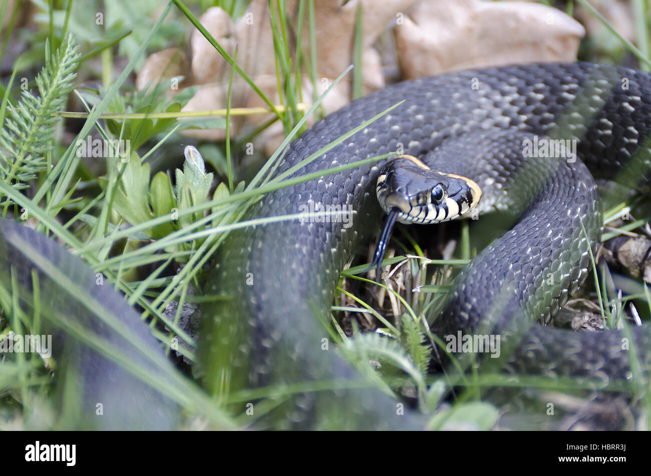 Snake (Natrix natrix Stock Photo - Alamy