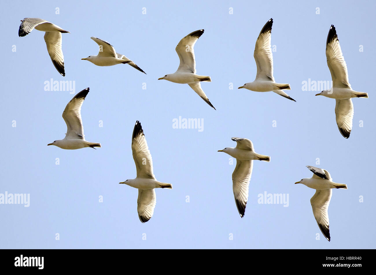 Flight of the gulls Stock Photo - Alamy