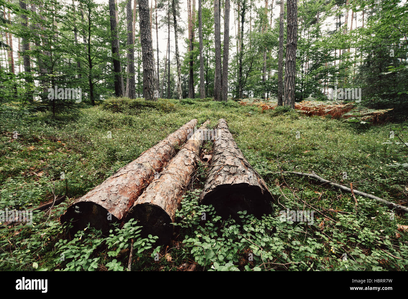 Dead trees in summer hi-res stock photography and images - Alamy