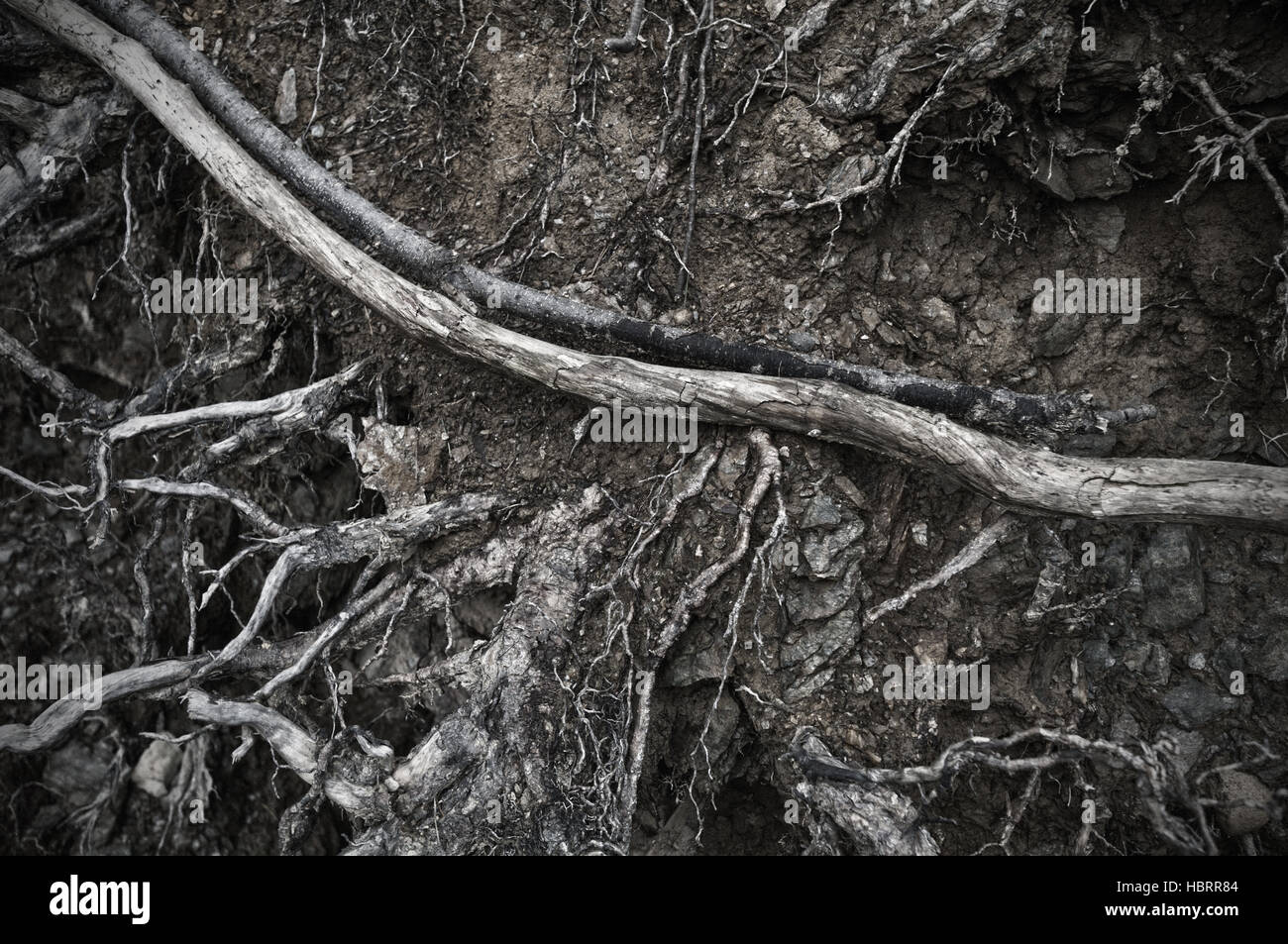 Nature after the flood hi-res stock photography and images - Alamy