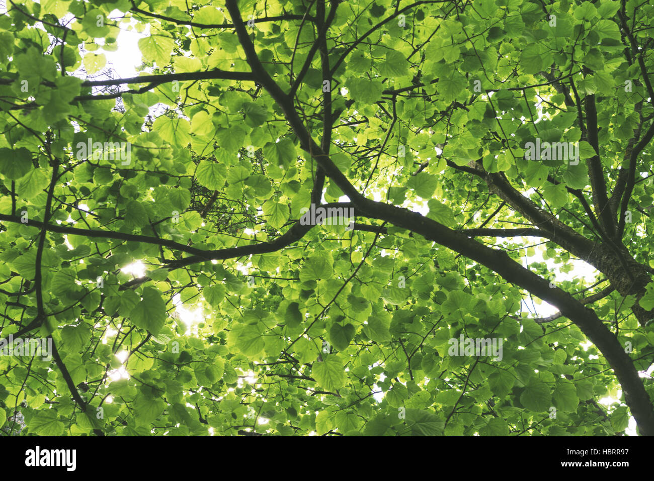 Summer sunlight trough green leaves Stock Photo - Alamy