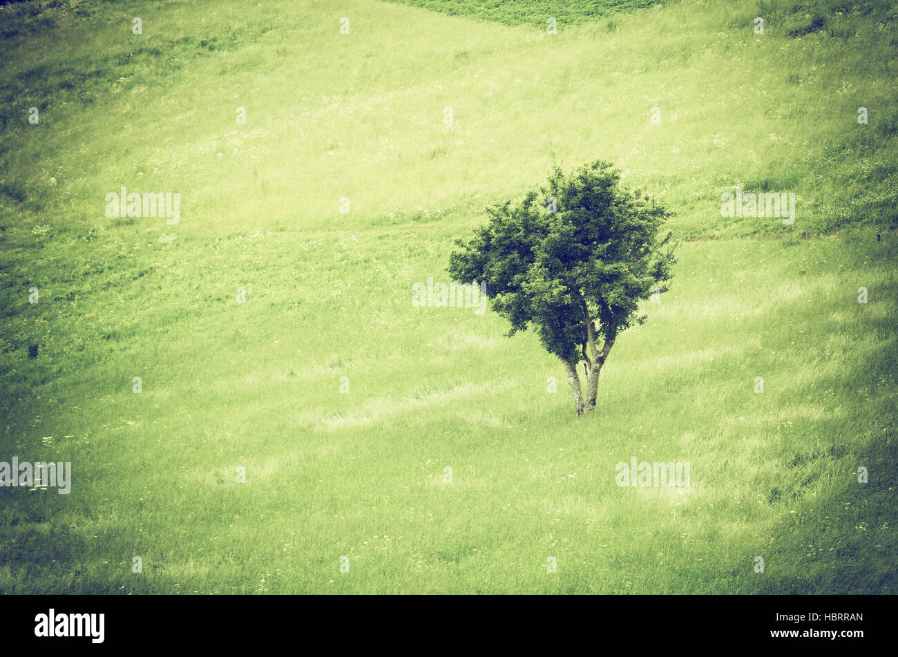 Isolated tree hi-res stock photography and images - Alamy