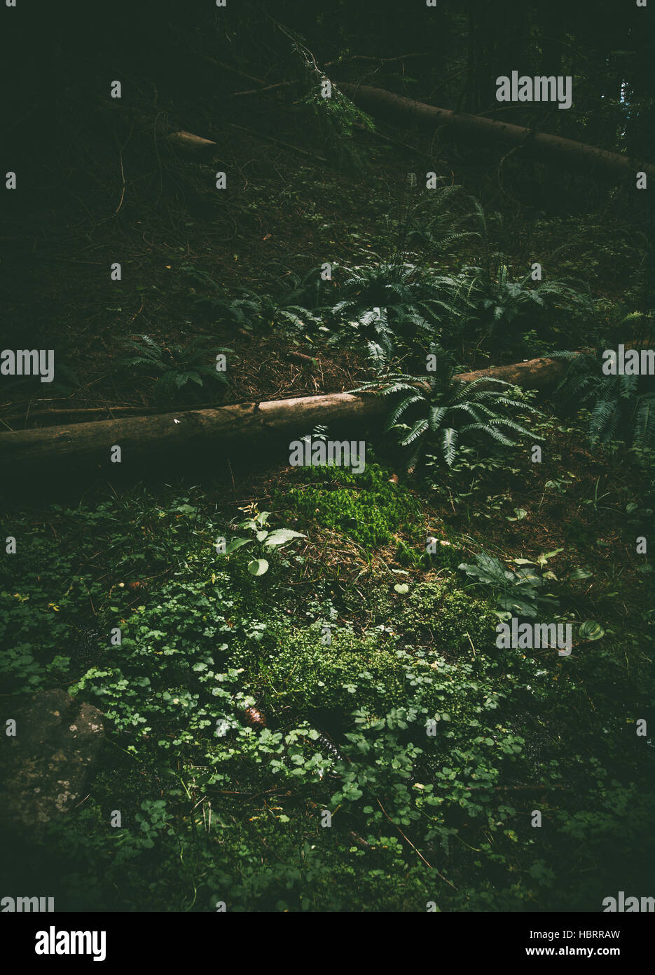 Austrian Forest with Light Beam Stock Photo - Alamy