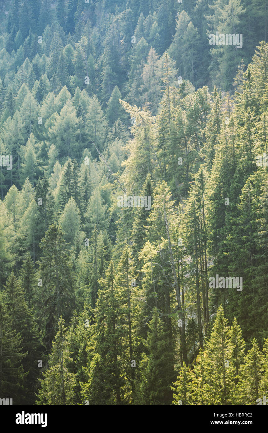 Light on Austrian Forest Stock Photo - Alamy