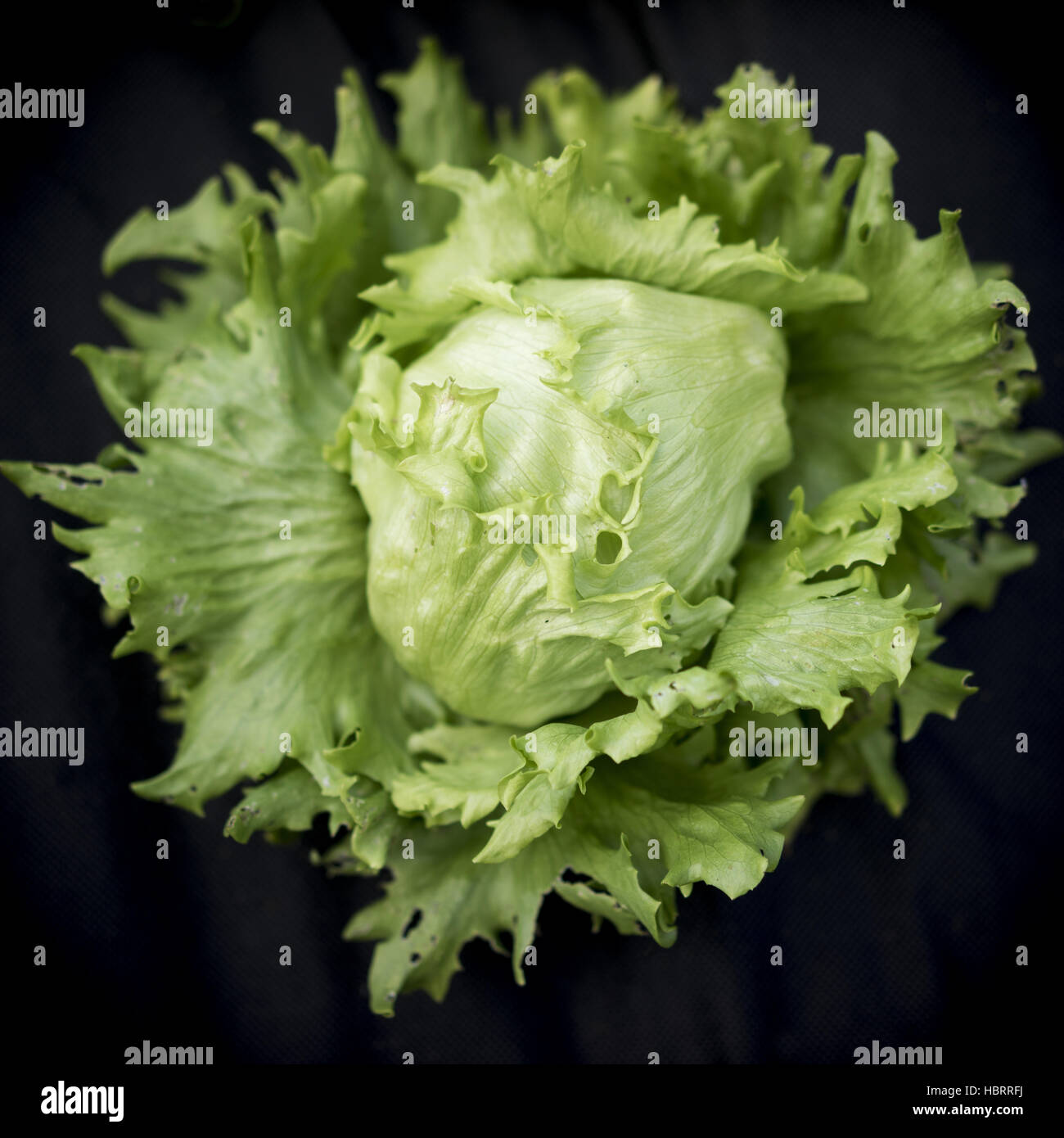 Head of Lettuce on black background Stock Photo - Alamy