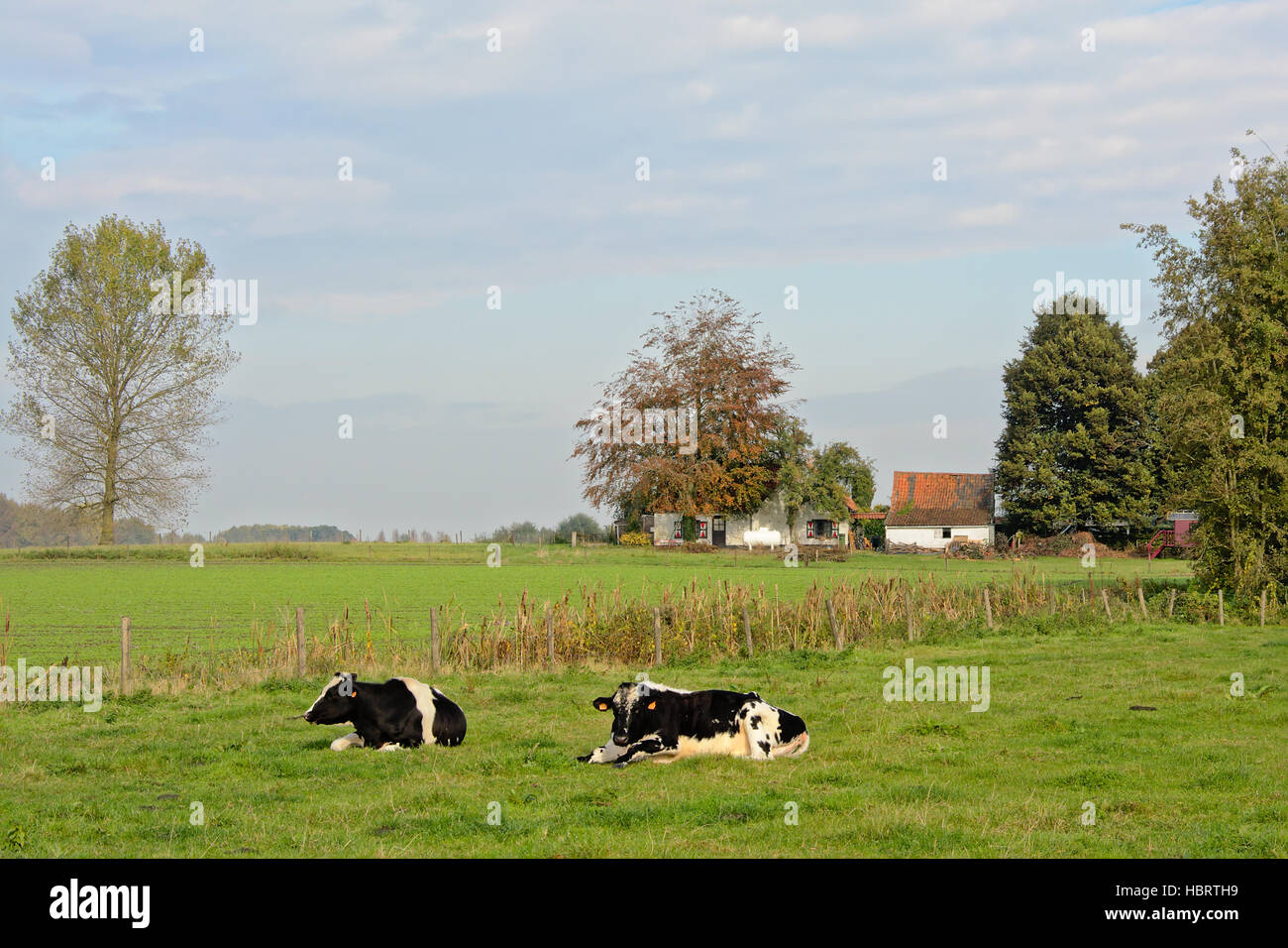 Back from flanders hi-res stock photography and images - Alamy