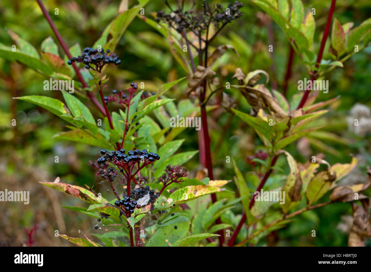 European dwarf elder berries, selective dof (Sambucus Ebulus Stock ...
