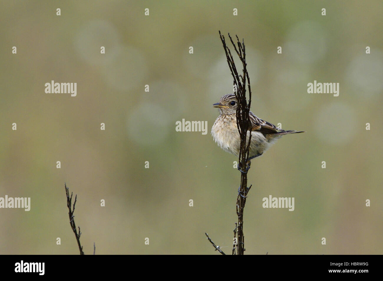 Young stonechat hi-res stock photography and images - Alamy