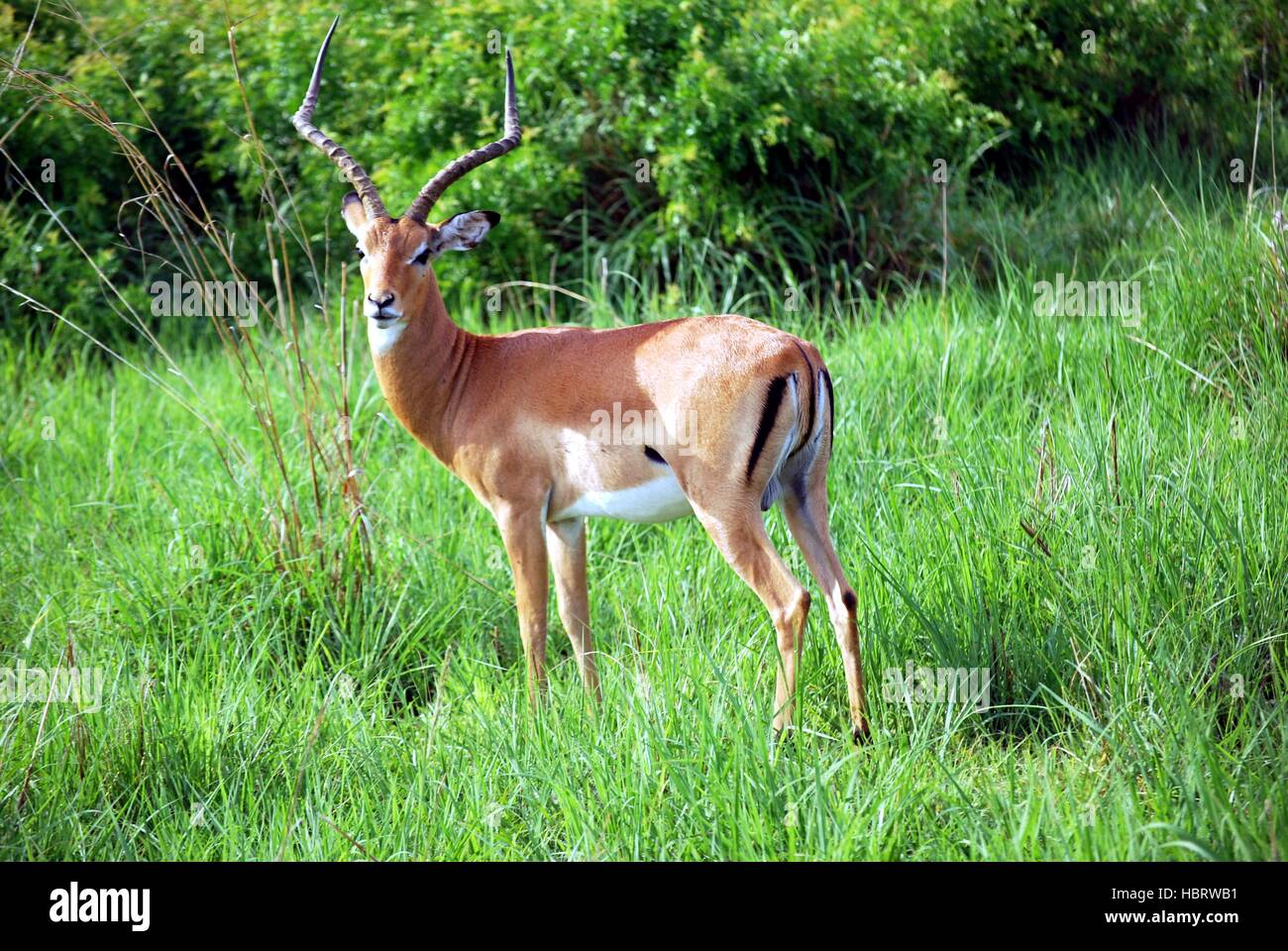 Antelope isolated cold look in Savannah Stock Photo - Alamy