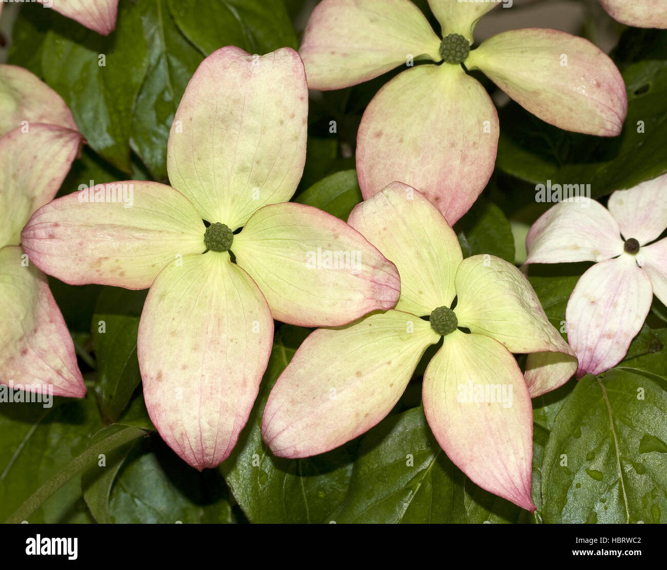 Flowering dogwood Cornus species Stock Photo - Alamy