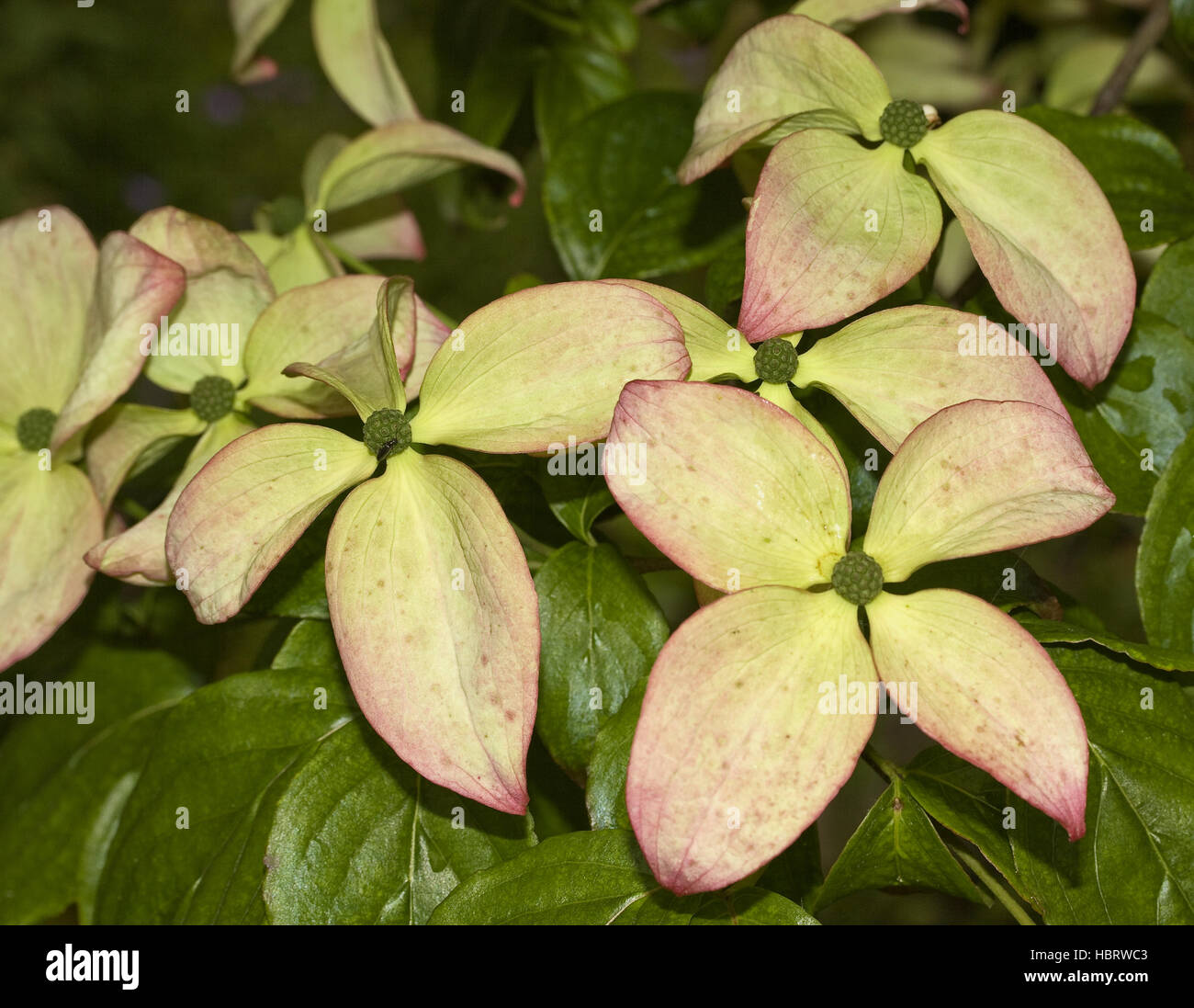 Flowering dogwood Cornus species Stock Photo - Alamy