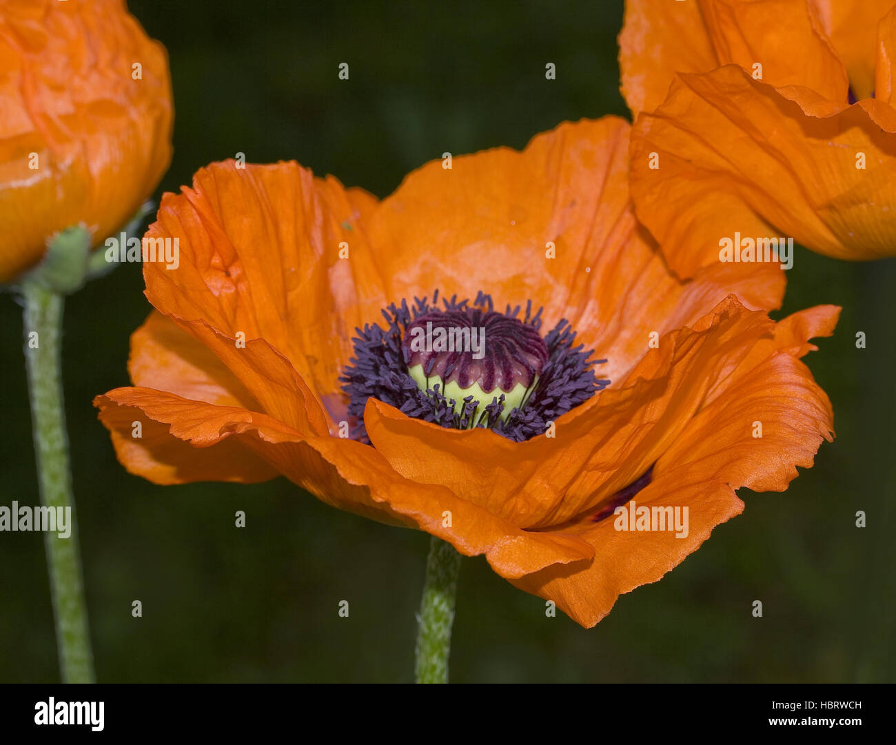 Poppy Papaver Species Stock Photo - Alamy