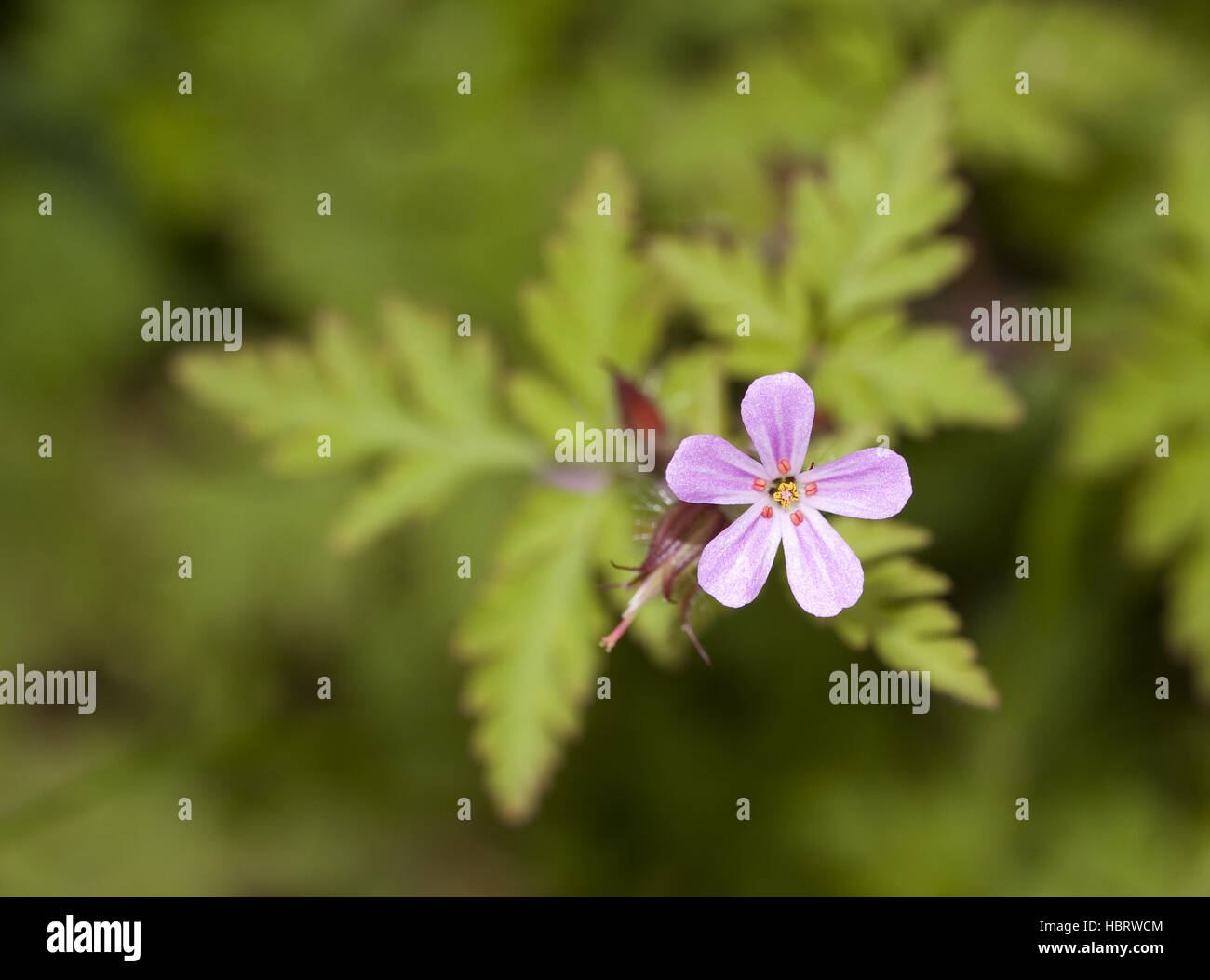 Red robin Geranium robertianum Stock Photo - Alamy