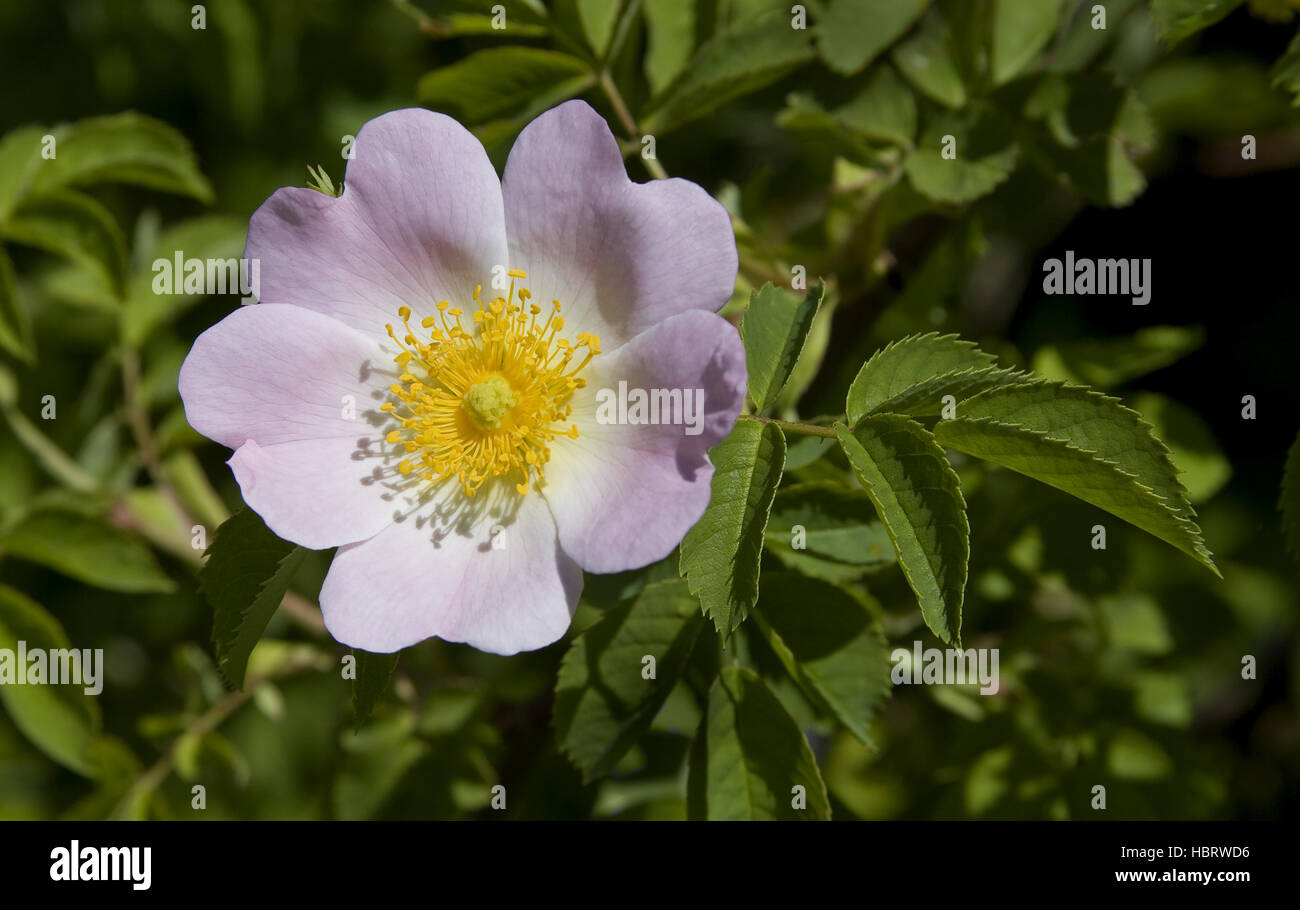 Dog rosa Rosa canina Stock Photo - Alamy