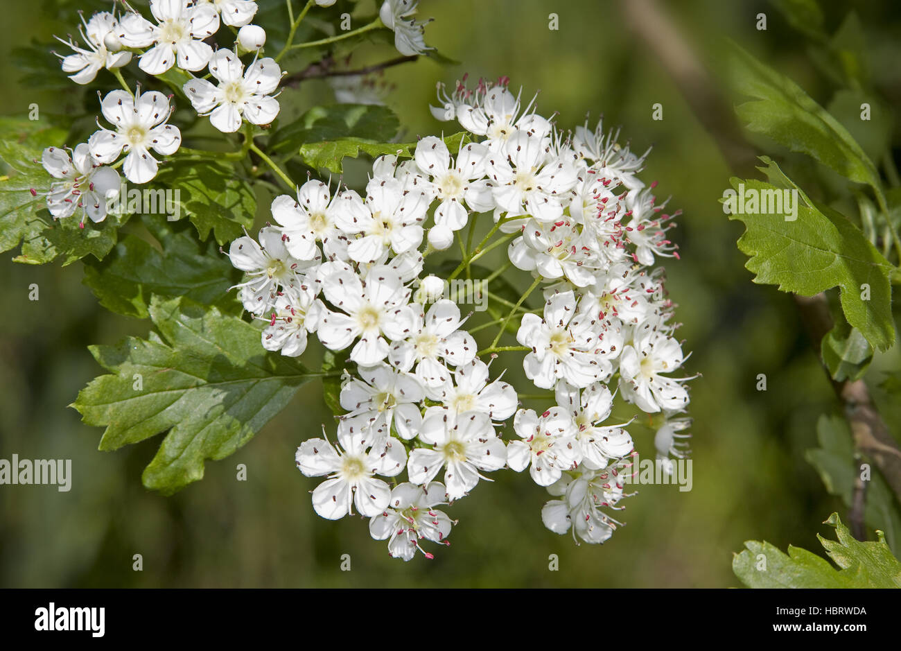 Common hawthorn Crataegus monogyna Stock Photo - Alamy