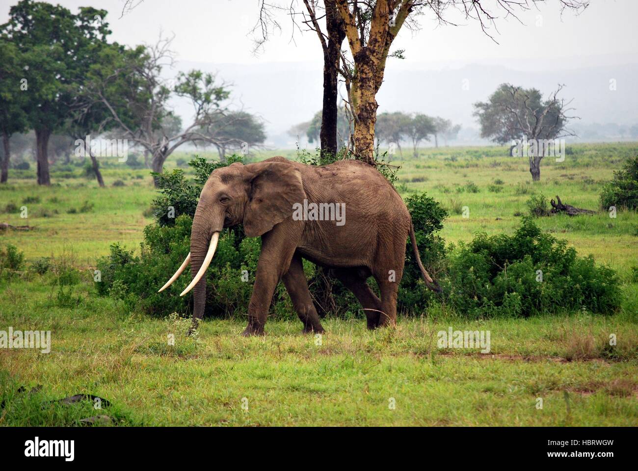 Tanzania elephant hi-res stock photography and images - Alamy