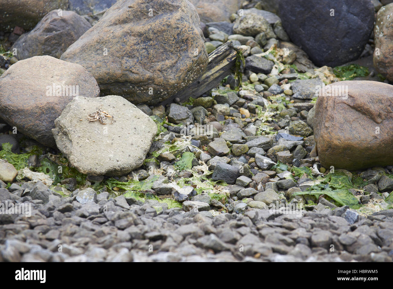 Crabb hi-res stock photography and images - Alamy