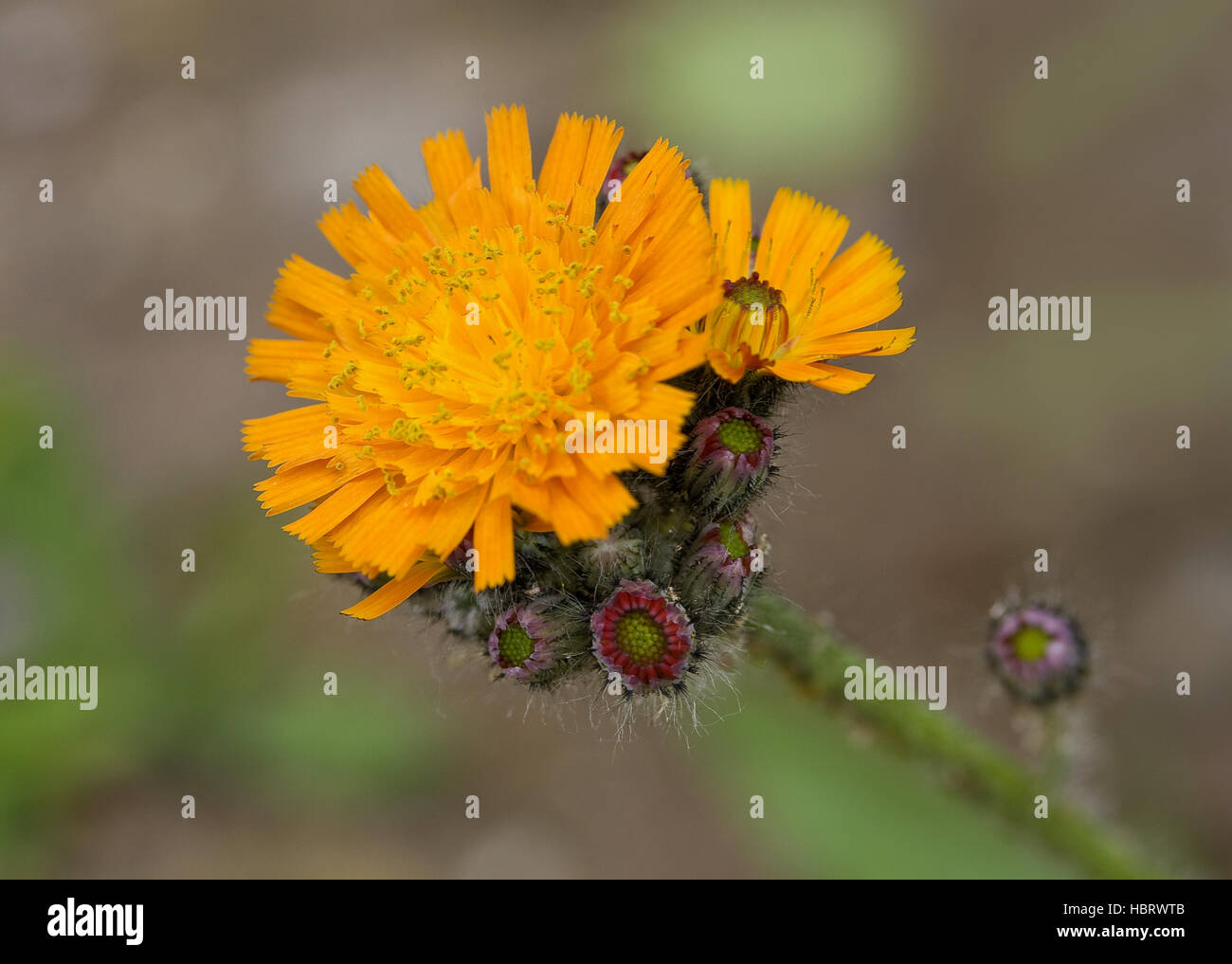 Devils paintbrush flower hi-res stock photography and images - Alamy