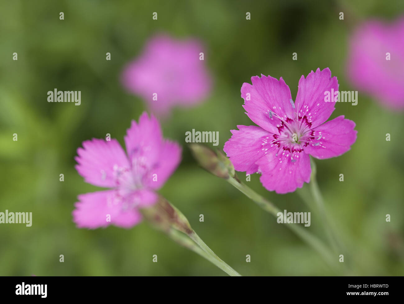 Maiden pink Dianthus deltoides Stock Photo - Alamy