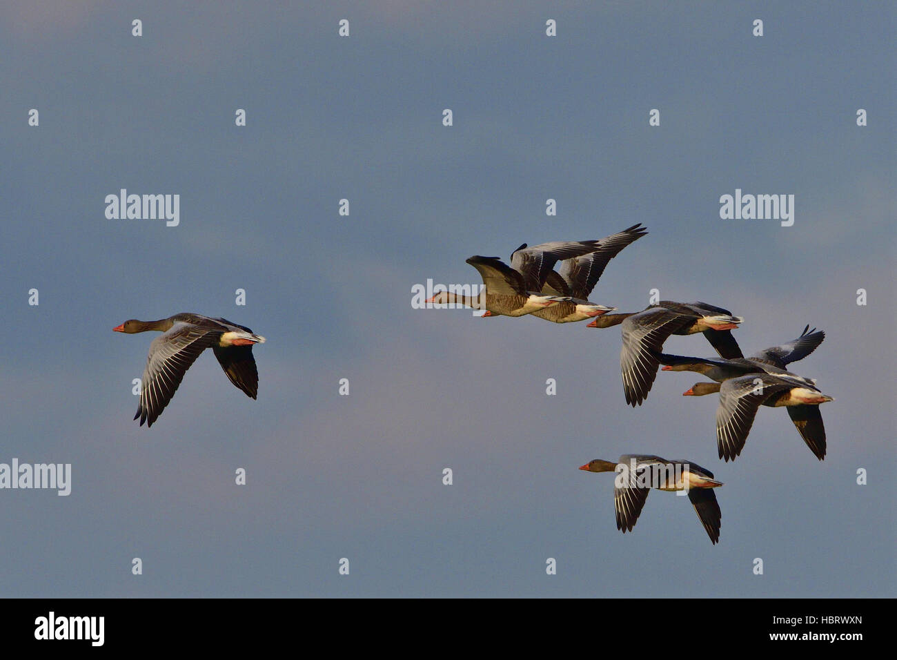 Greylag Geese in flight Stock Photo - Alamy