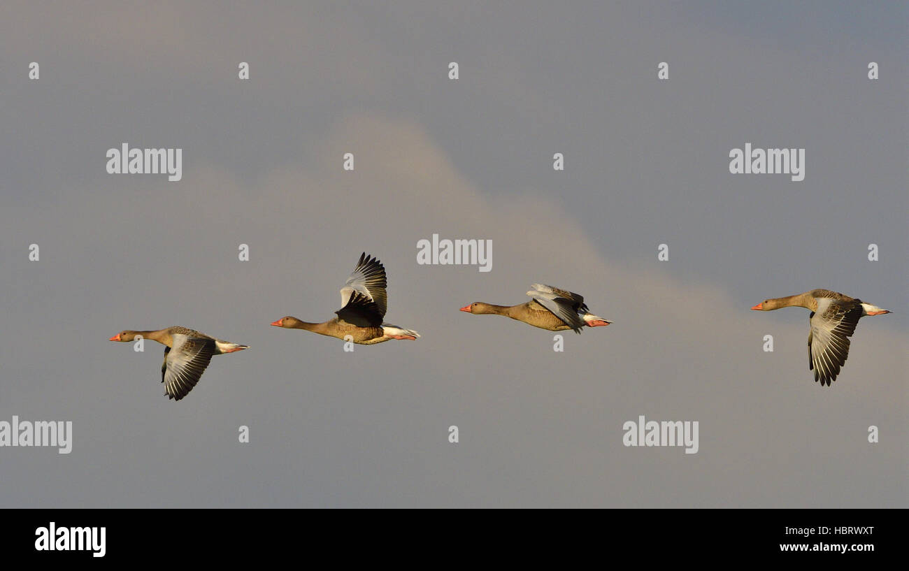 Greylag Geese in flight Stock Photo - Alamy