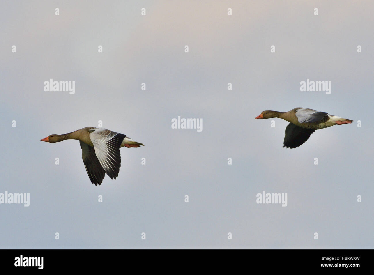 Greylag Geese in flight Stock Photo - Alamy