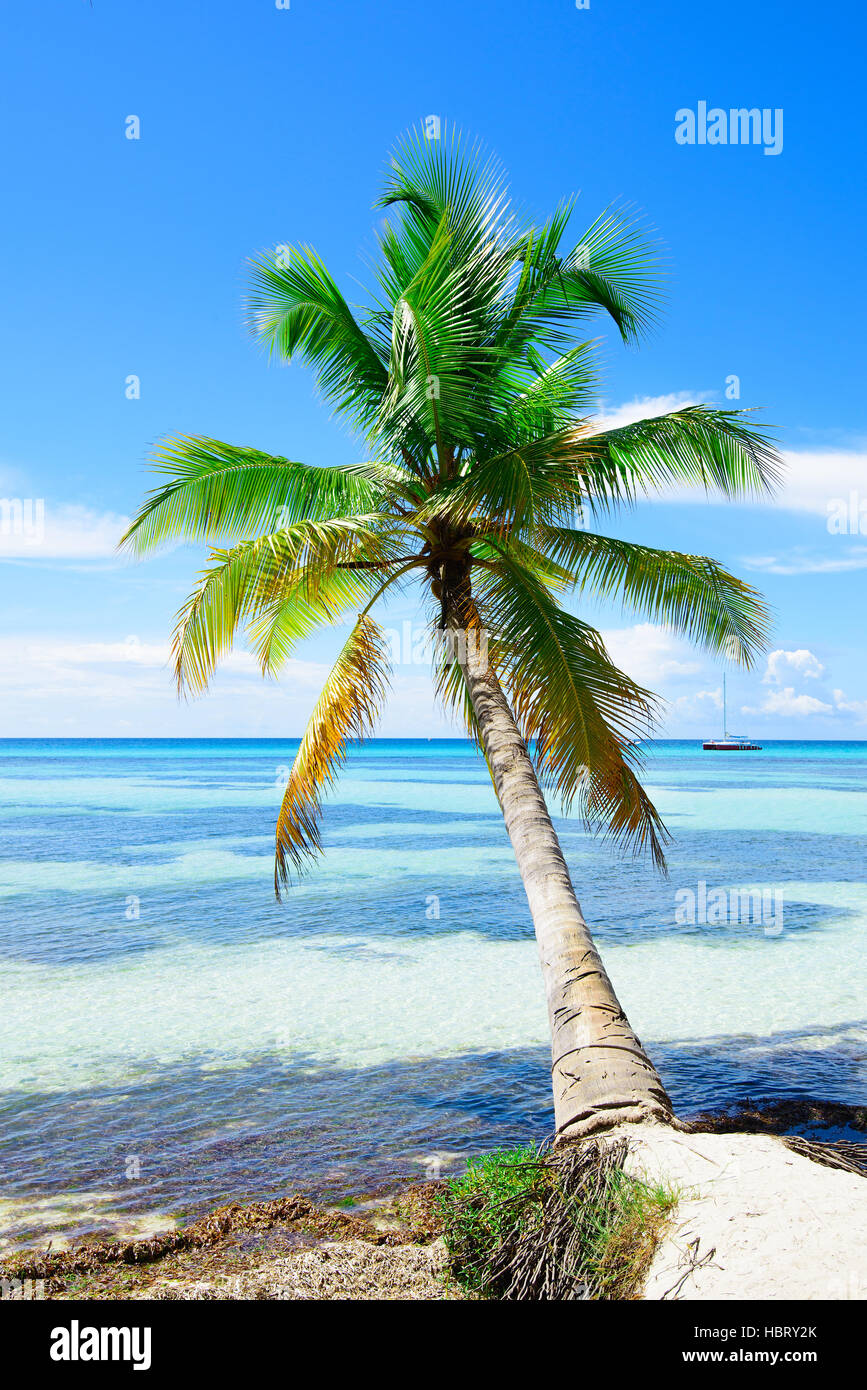 Palm Ocean Sky Stock Photo - Alamy