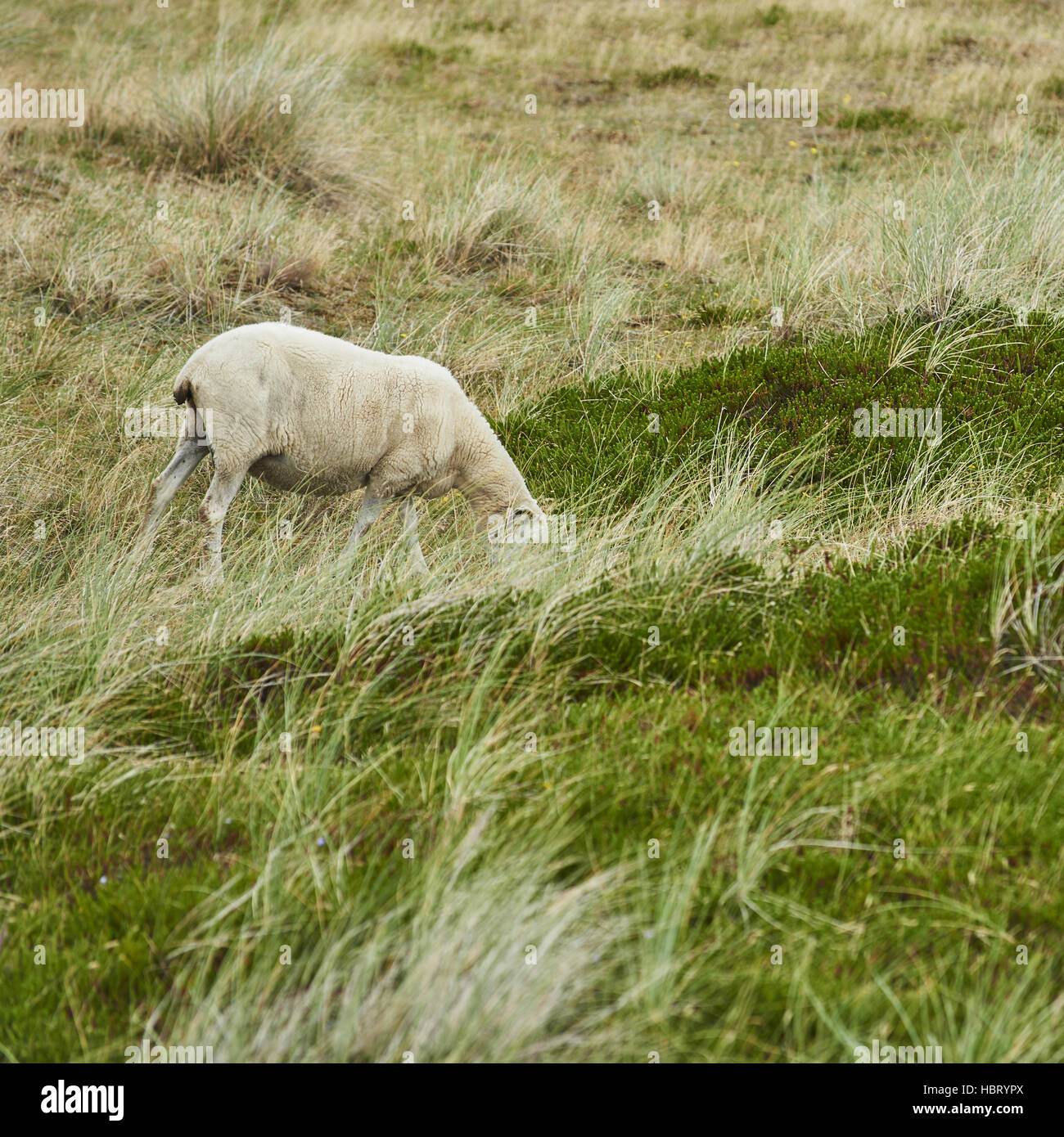 Farm animals germany nordsee hi-res stock photography and images - Alamy