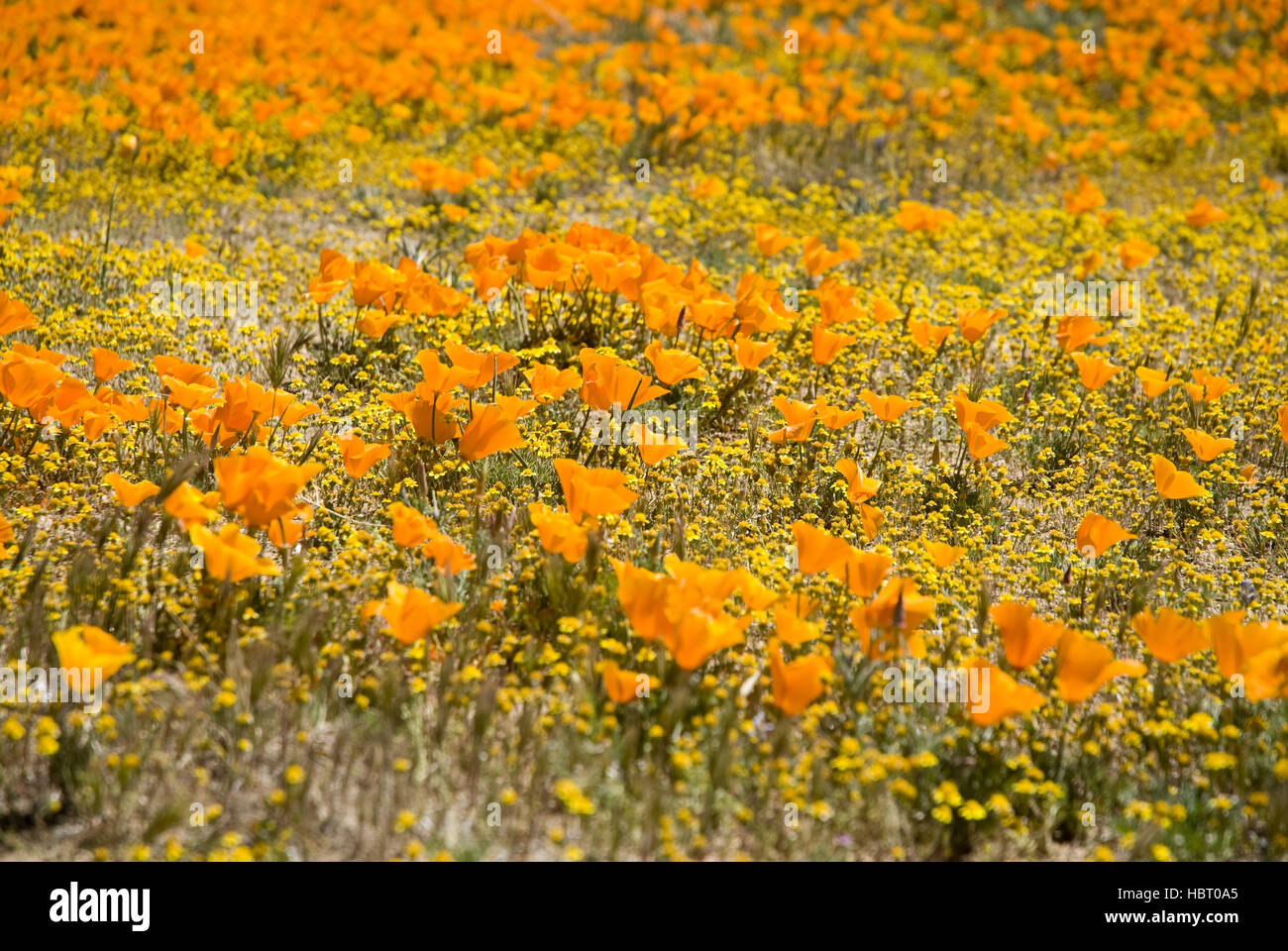 Californiapoppy hi-res stock photography and images - Alamy