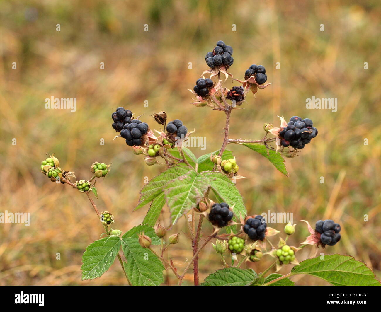 Dewberry High Resolution Stock Photography and Images - Alamy