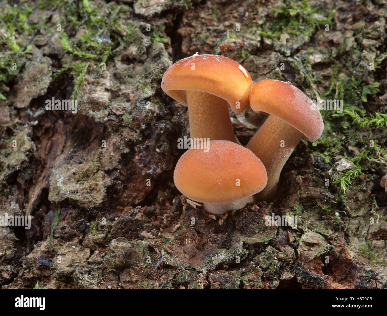 Velvety stem hi-res stock photography and images - Alamy