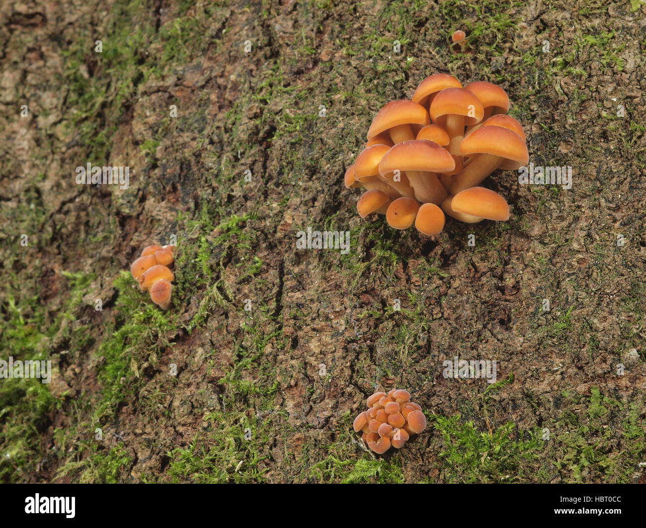 Mushroom foot hi-res stock photography and images - Alamy