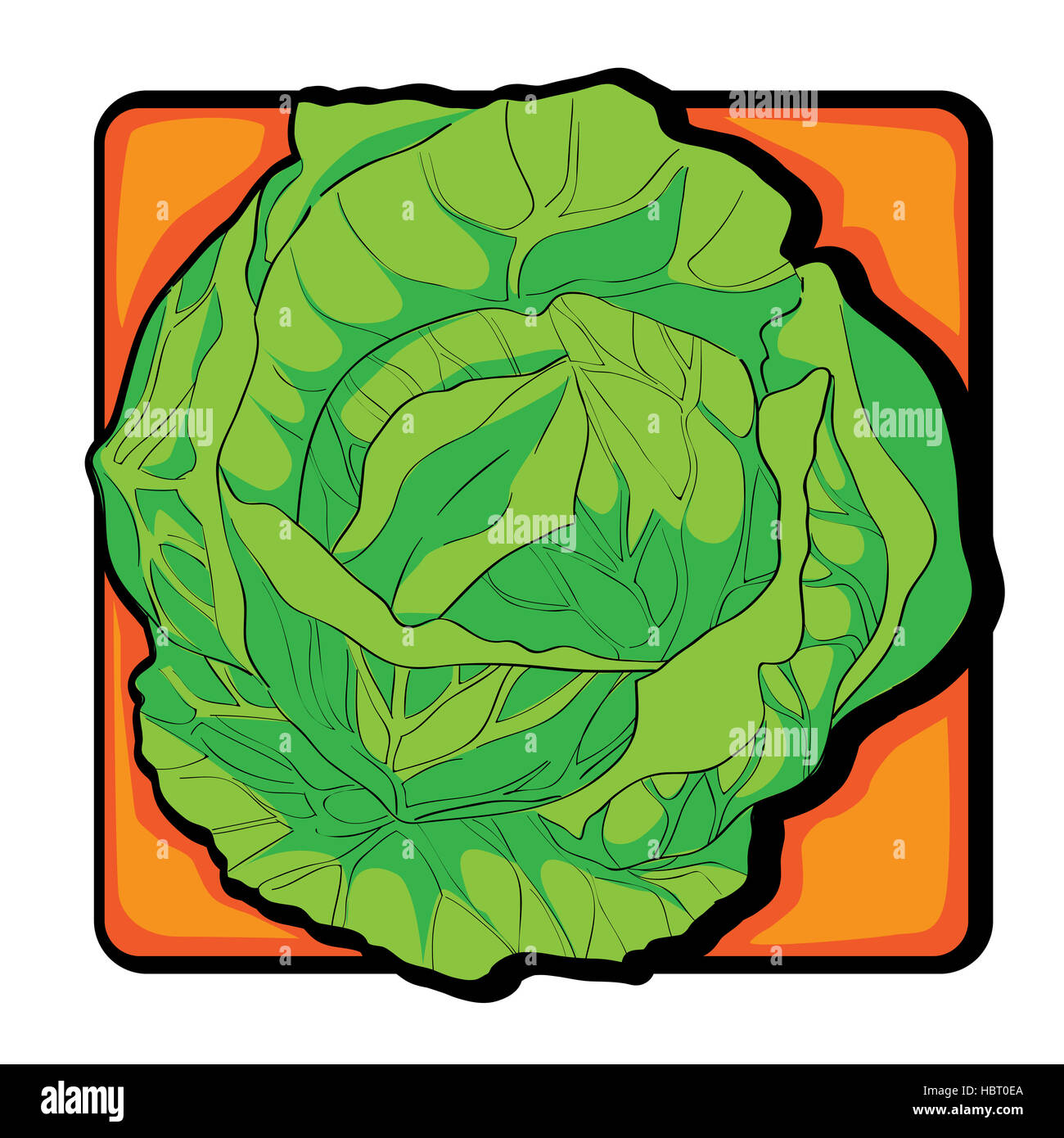 cabbage clip art Stock Photo - Alamy