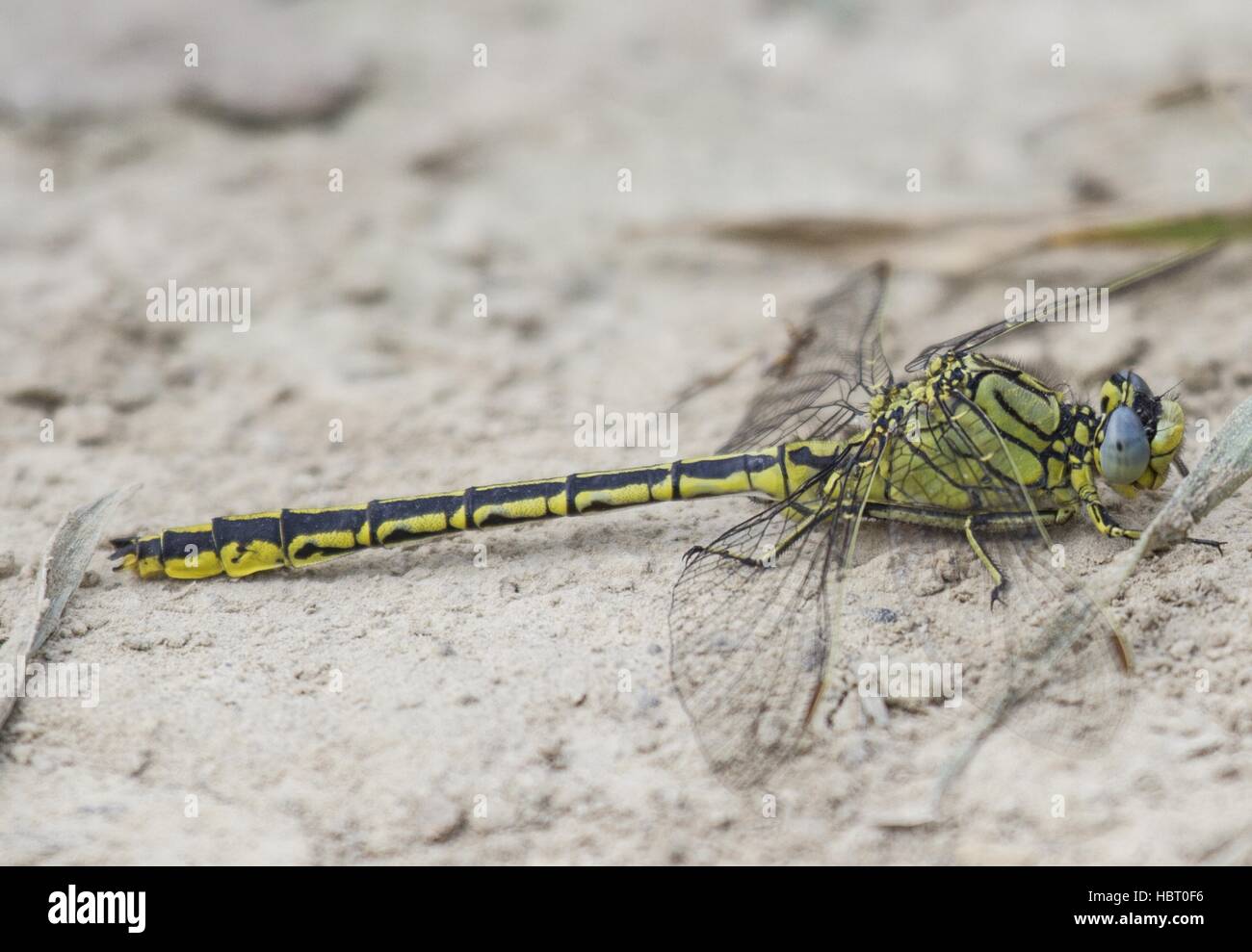 Clubtail hi-res stock photography and images - Alamy