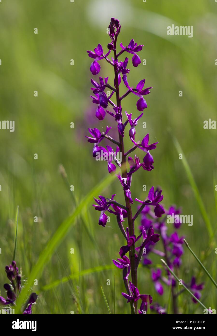 Mramor hi-res stock photography and images - Alamy