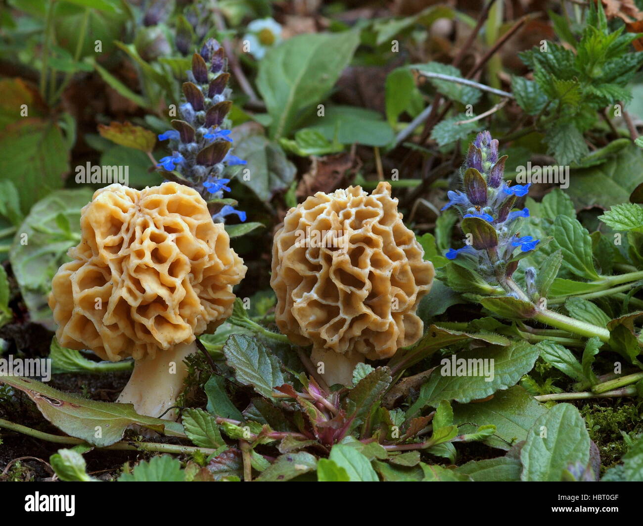 Common morel with blue bugle Stock Photo - Alamy