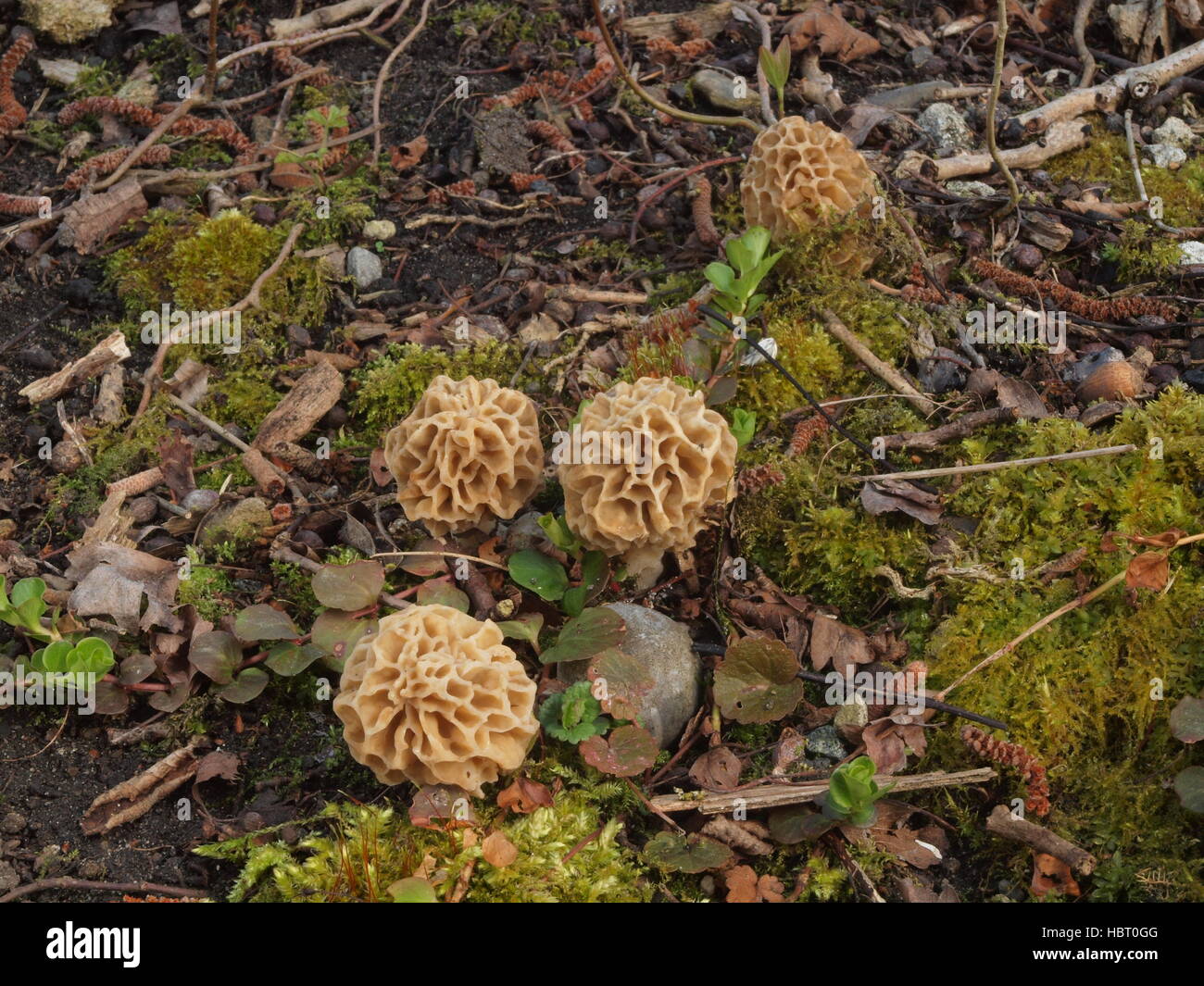 Common morel, Yellow morel Stock Photo - Alamy