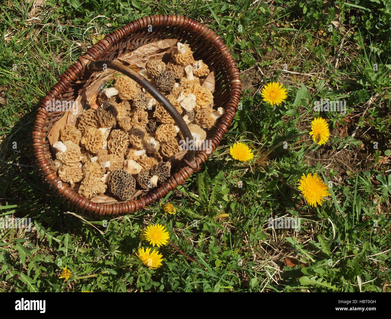 Mushroom basket with Morels Stock Photo - Alamy