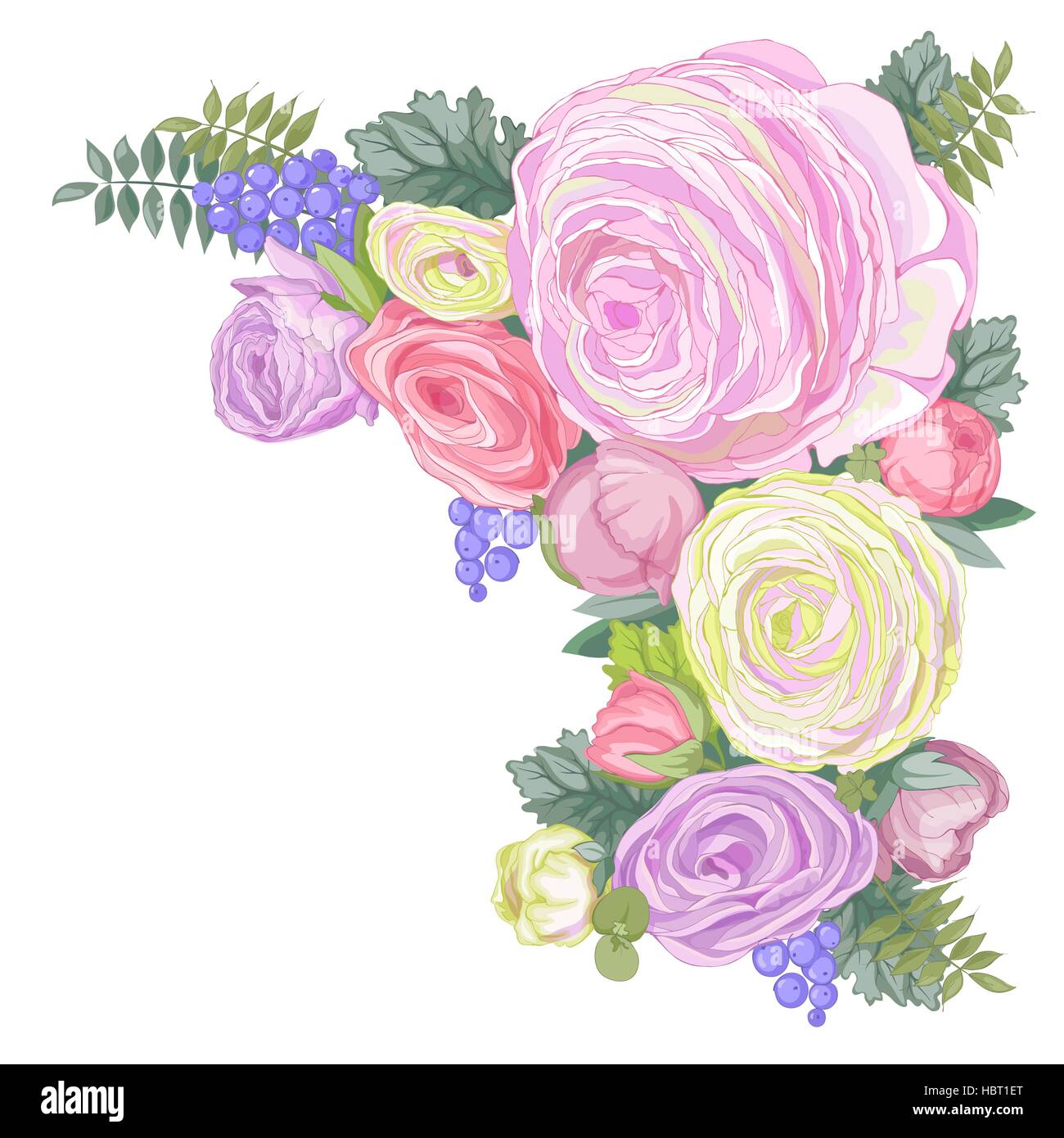 Gentle Ranunculus Flowers Stock Vector Image & Art - Alamy