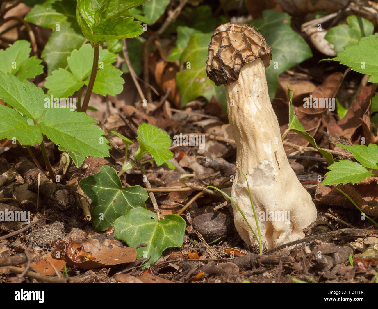 Half Free Morel High Resolution Stock Photography and Images - Alamy