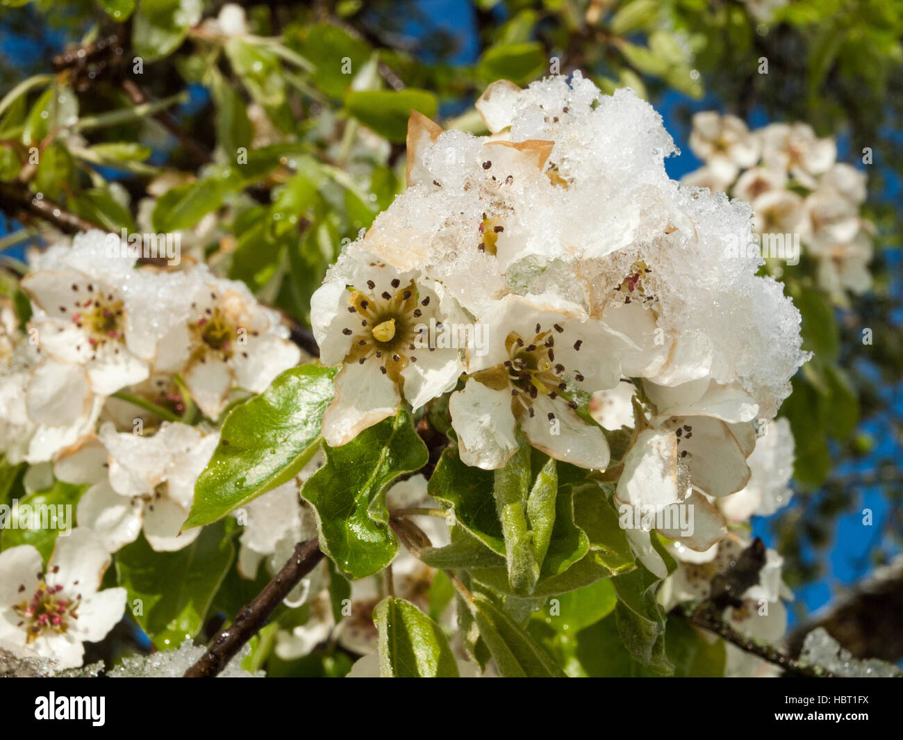 Snow pear tree hi-res stock photography and images - Alamy