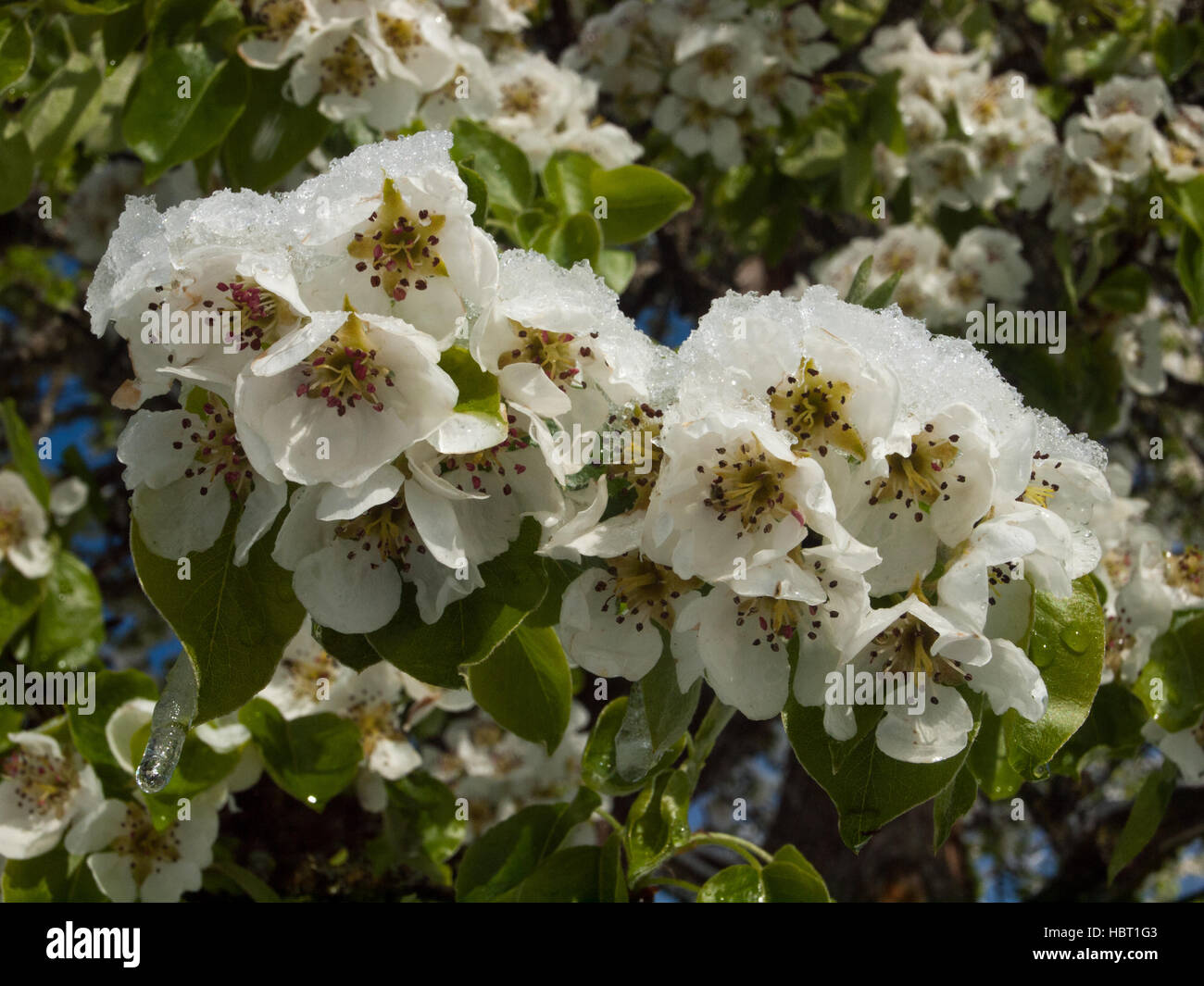 Winter pear tree hi-res stock photography and images - Alamy