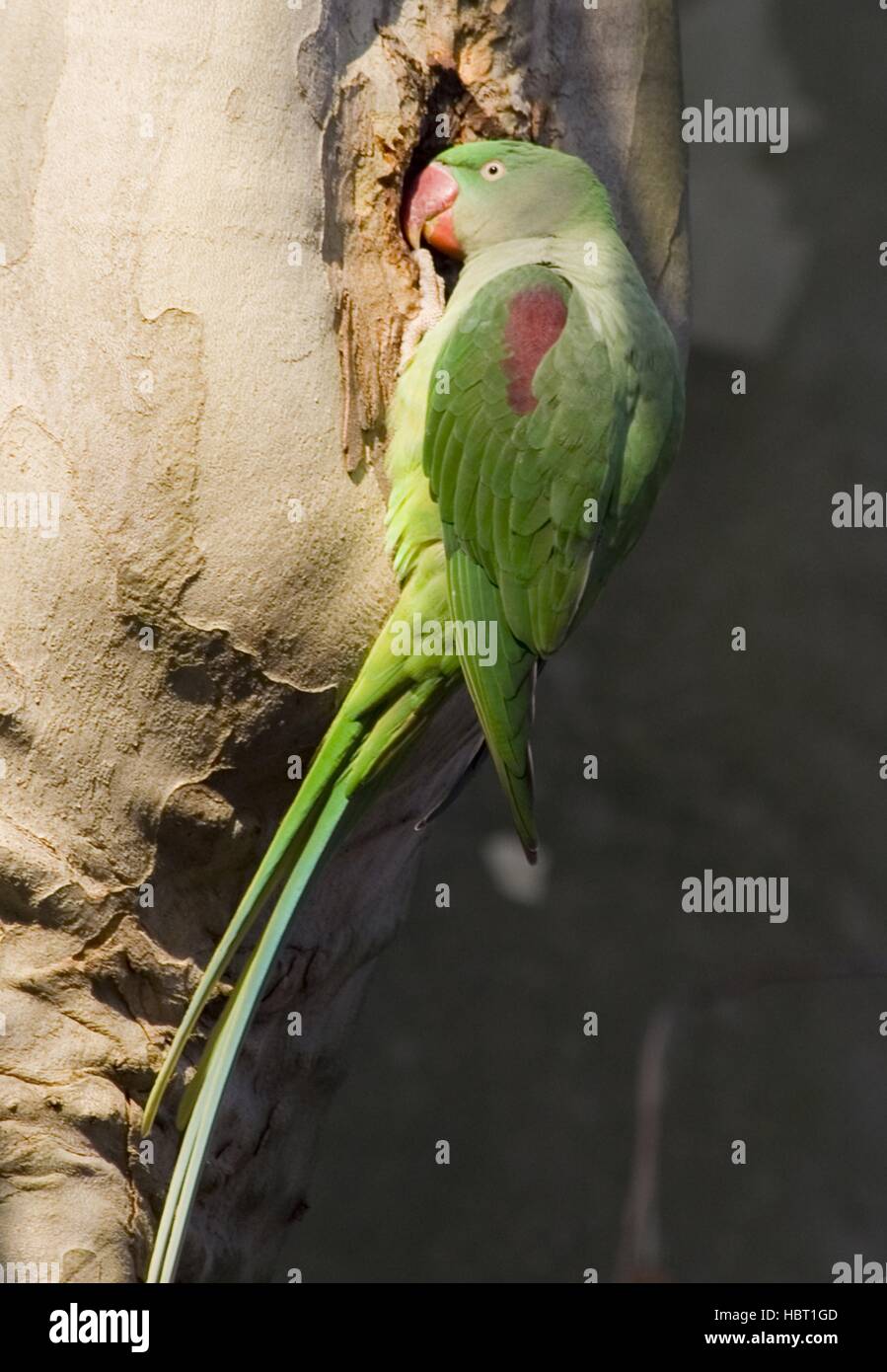 Alexandrine parakeet hi-res stock photography and images - Alamy