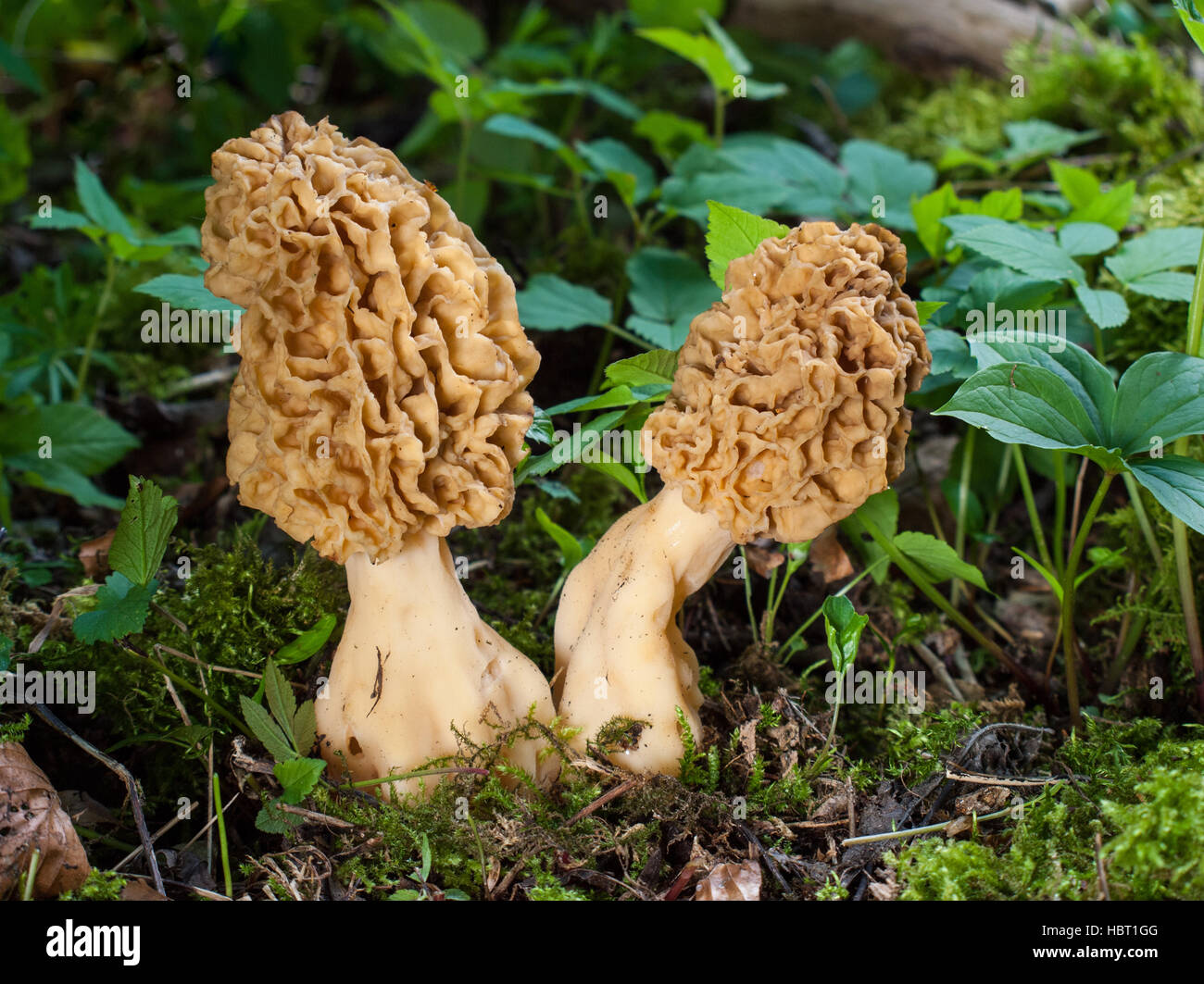 Morchella Esculenta High Resolution Stock Photography and Images - Alamy